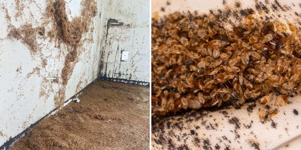 Pest Company Treating One Of The Worst Bed Bug Infestations In Sun City